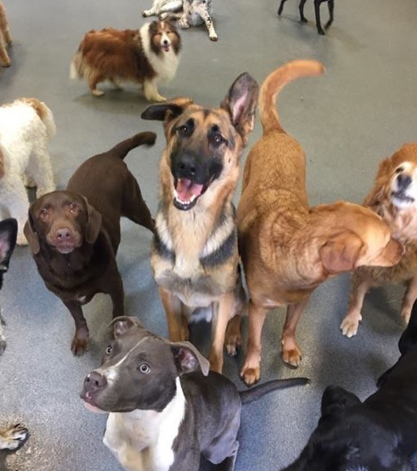 Pick-me - Indianapolis Downtown Doggie (Indy DTD)